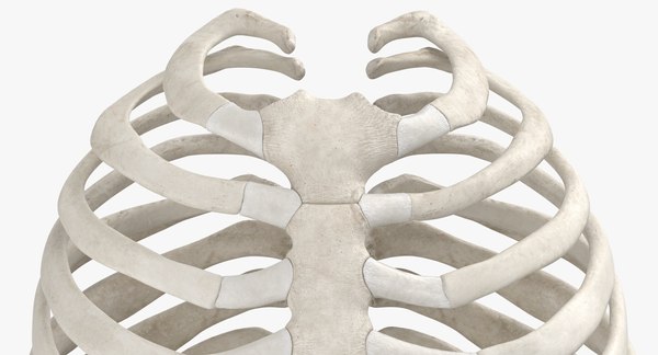 Human rib thoracic cage anatomy 3D model - TurboSquid 1607906
