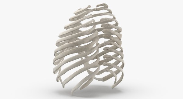 Human rib thoracic cage anatomy 3D model - TurboSquid 1607906