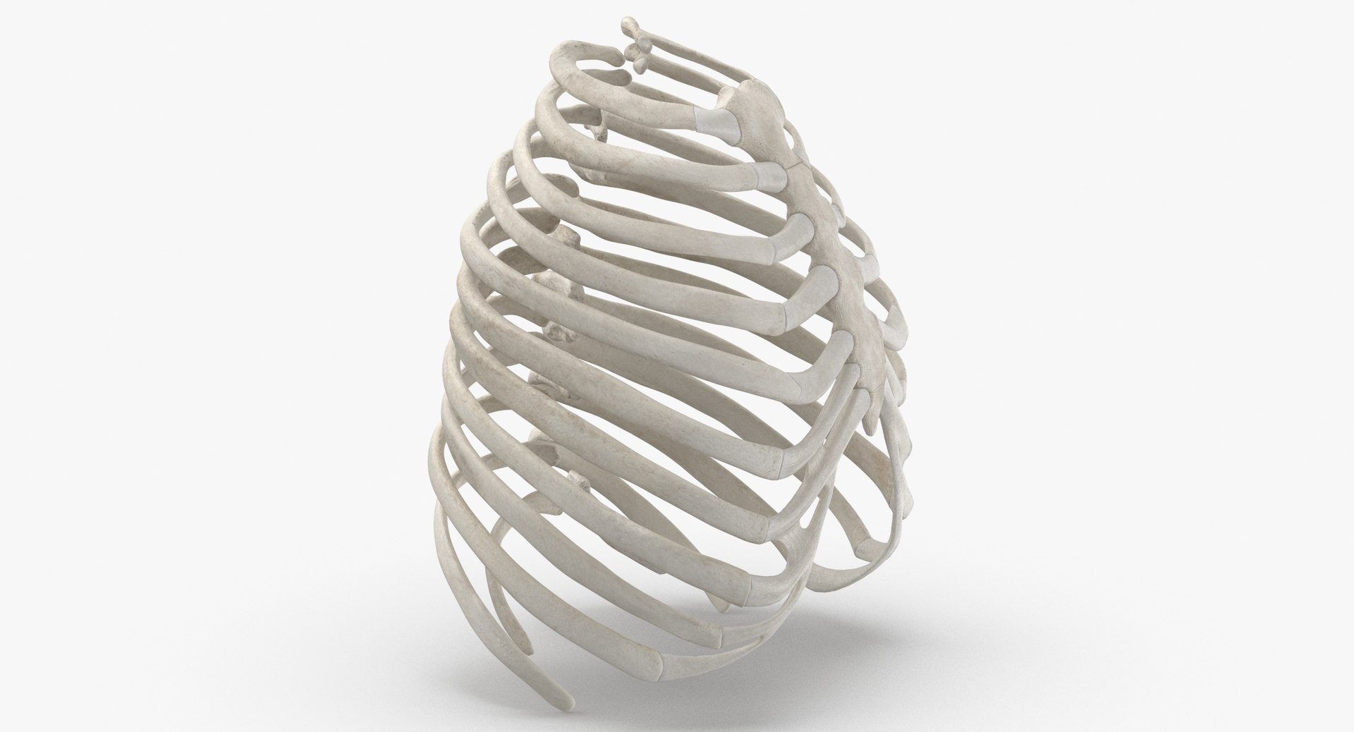 Human Rib Thoracic Cage Anatomy 3D Model - TurboSquid 1607906