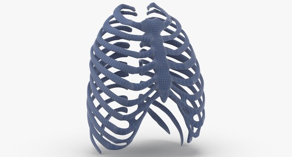 Human rib thoracic cage anatomy 3D model - TurboSquid 1607906
