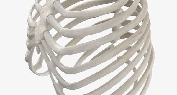 Human rib thoracic cage anatomy 3D model - TurboSquid 1607906