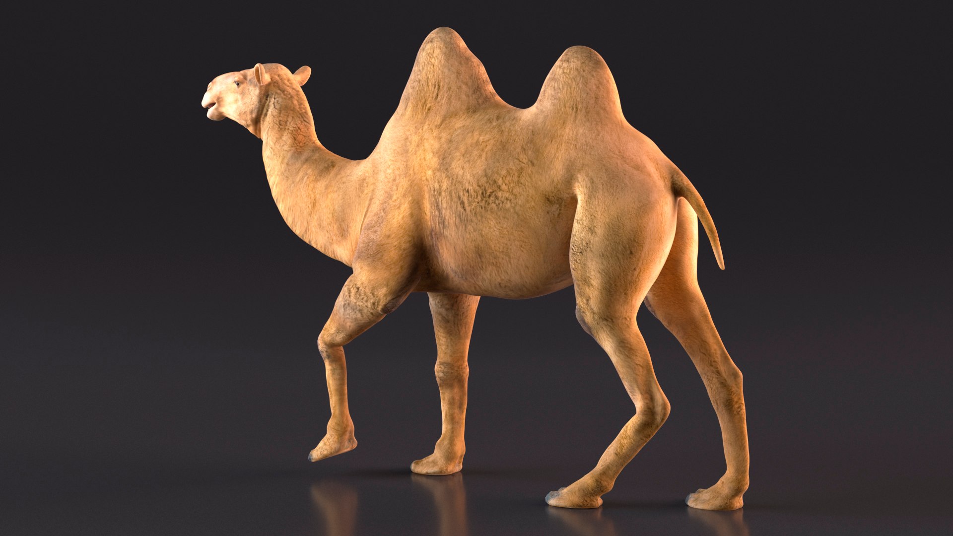 3D Bactrian Camel Walking Pose Model - TurboSquid 2346124
