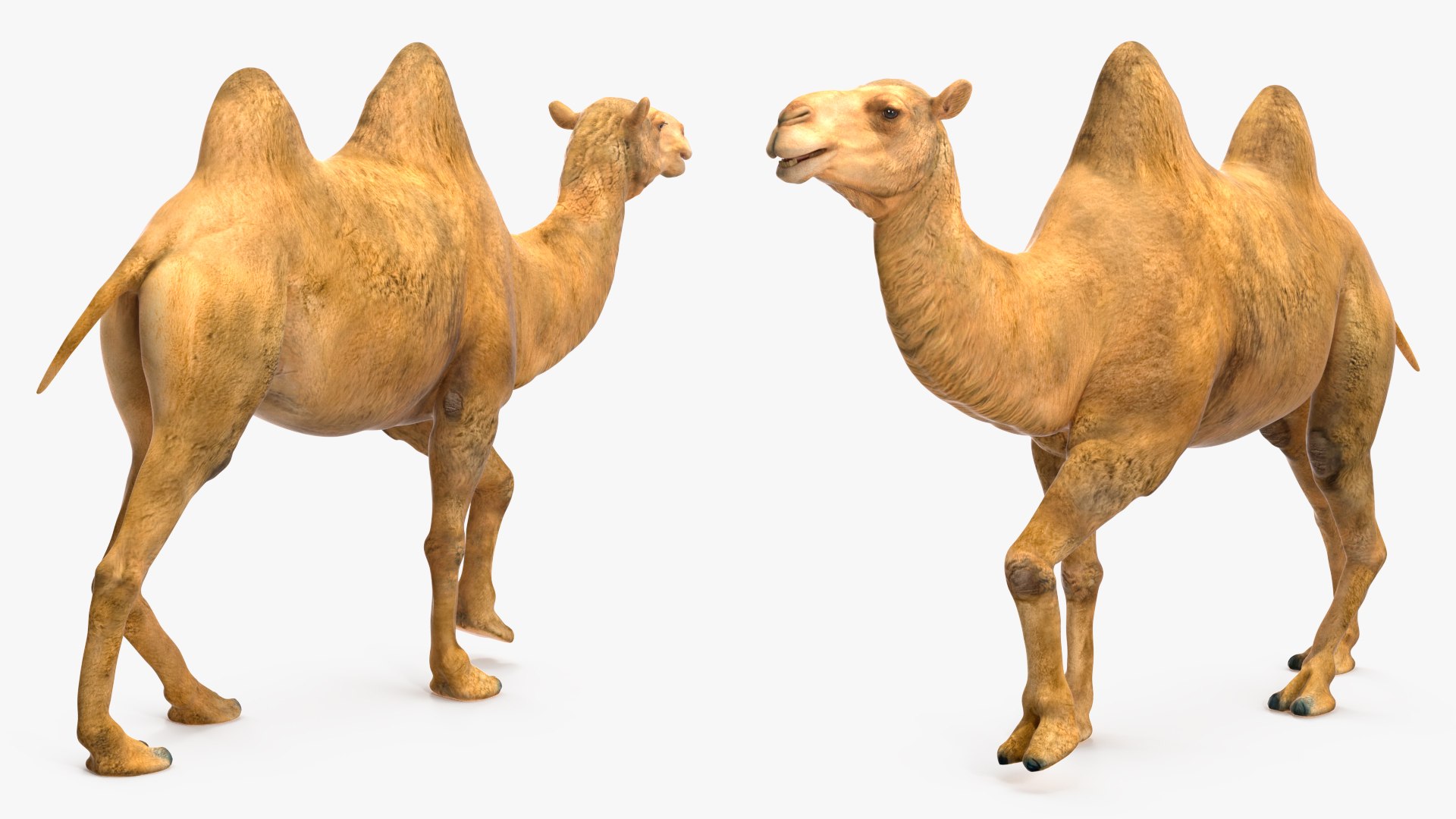 3D Bactrian Camel Walking Pose Model - TurboSquid 2346124