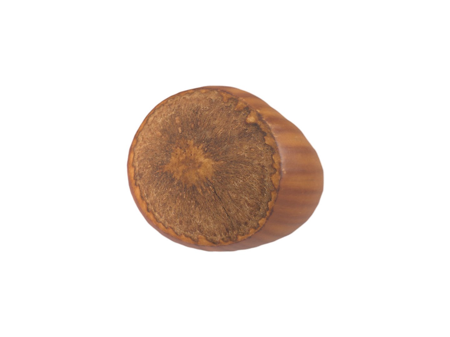 Scanned Hazelnut 3D - TurboSquid 1397041