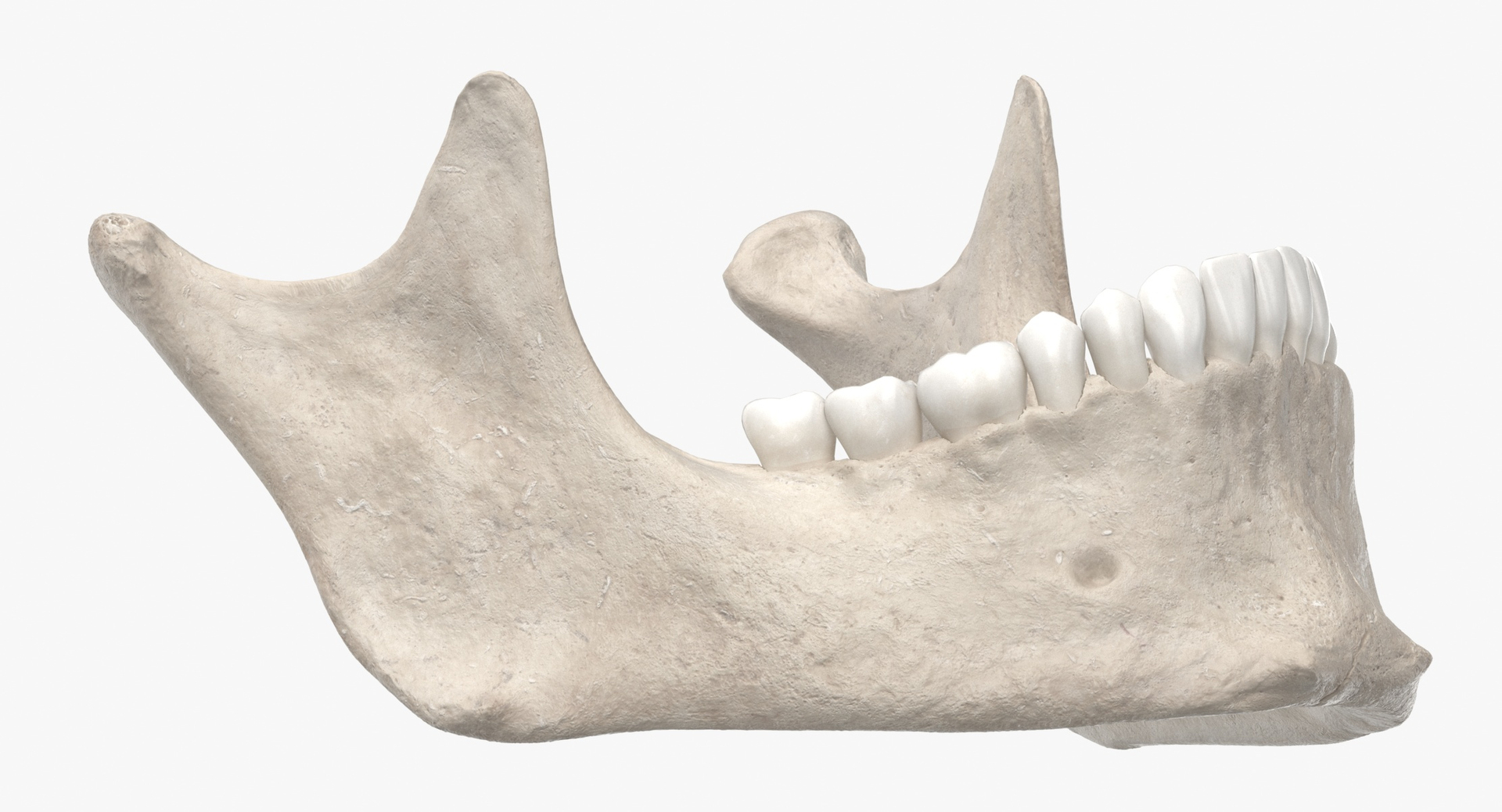 Human Male Jawbones With And Without Damages Collection White - 3 ...