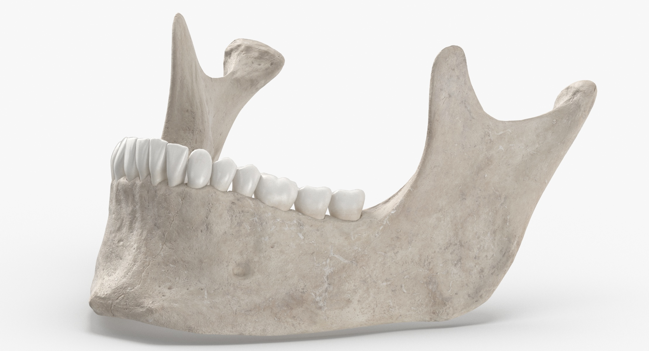Human Male Jawbones With And Without Damages Collection White - 3 ...