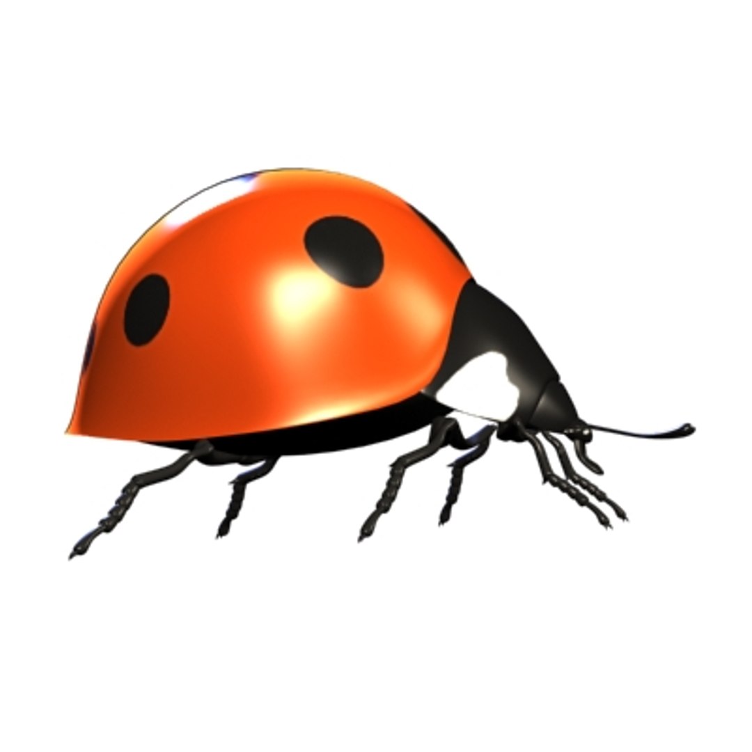 ladybug bug max