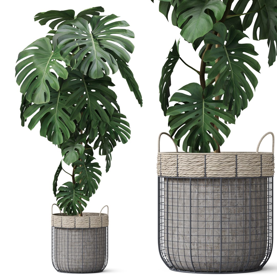 Plants collection 805 3D model - TurboSquid 1963631