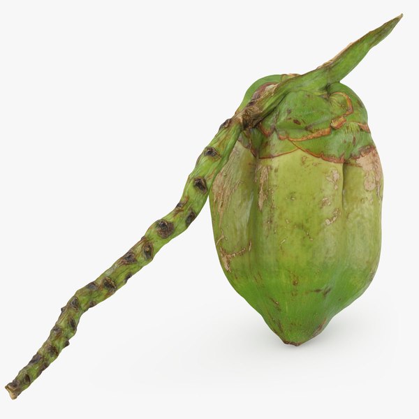 modelo 3d Fruta de coco bebé - TurboSquid 2313532
