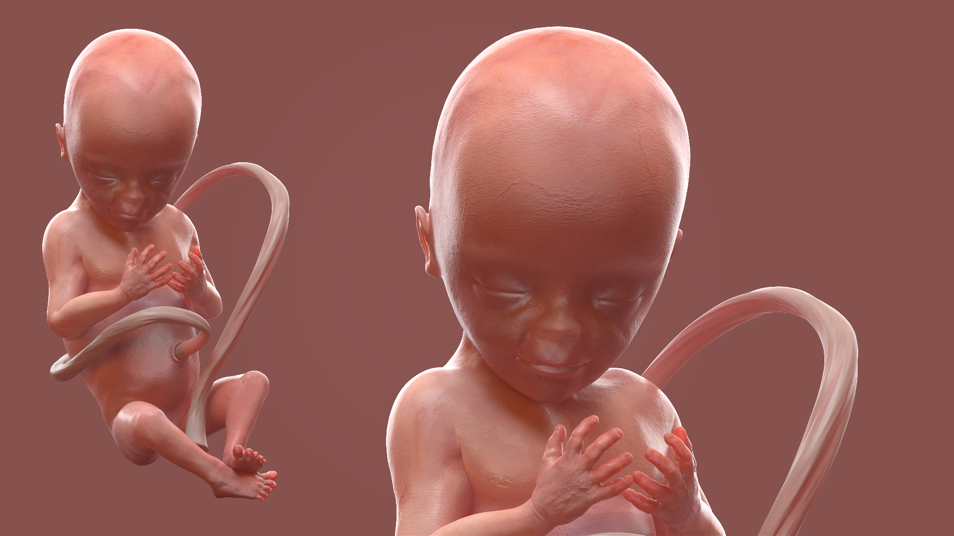 Human Fetus 20 Weeks 3D Model - TurboSquid 1663029