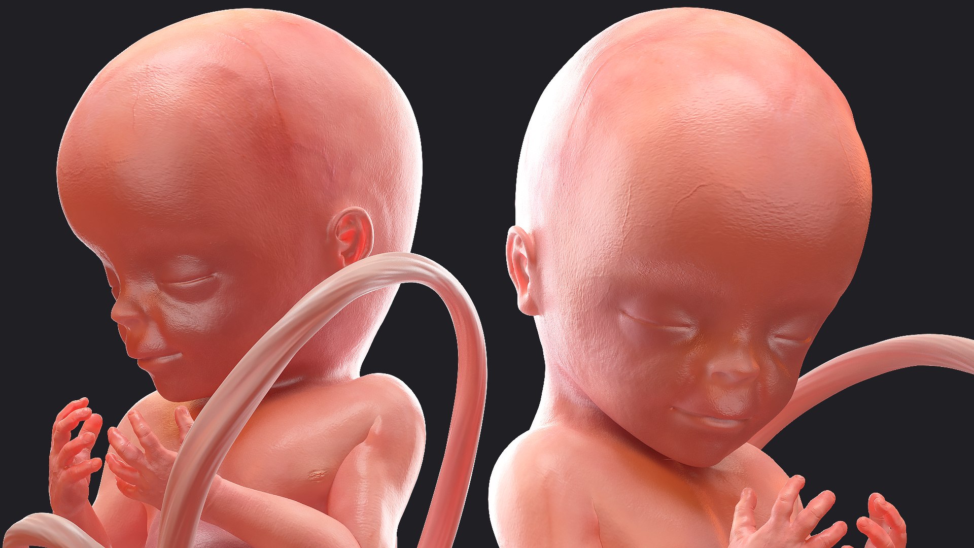 Human Fetus 20 Weeks 3D Model - TurboSquid 1663029