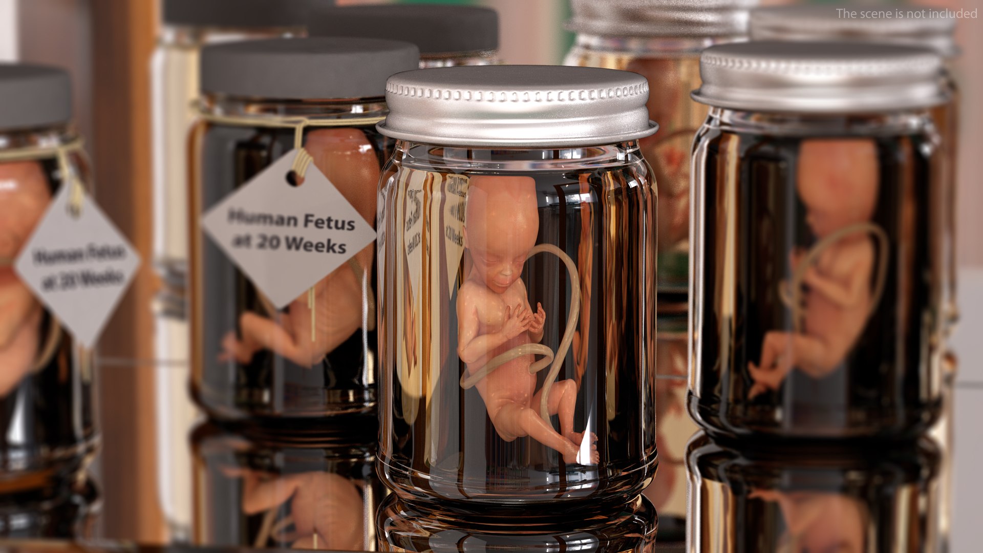 Human Fetus 20 Weeks 3D Model - TurboSquid 1663029