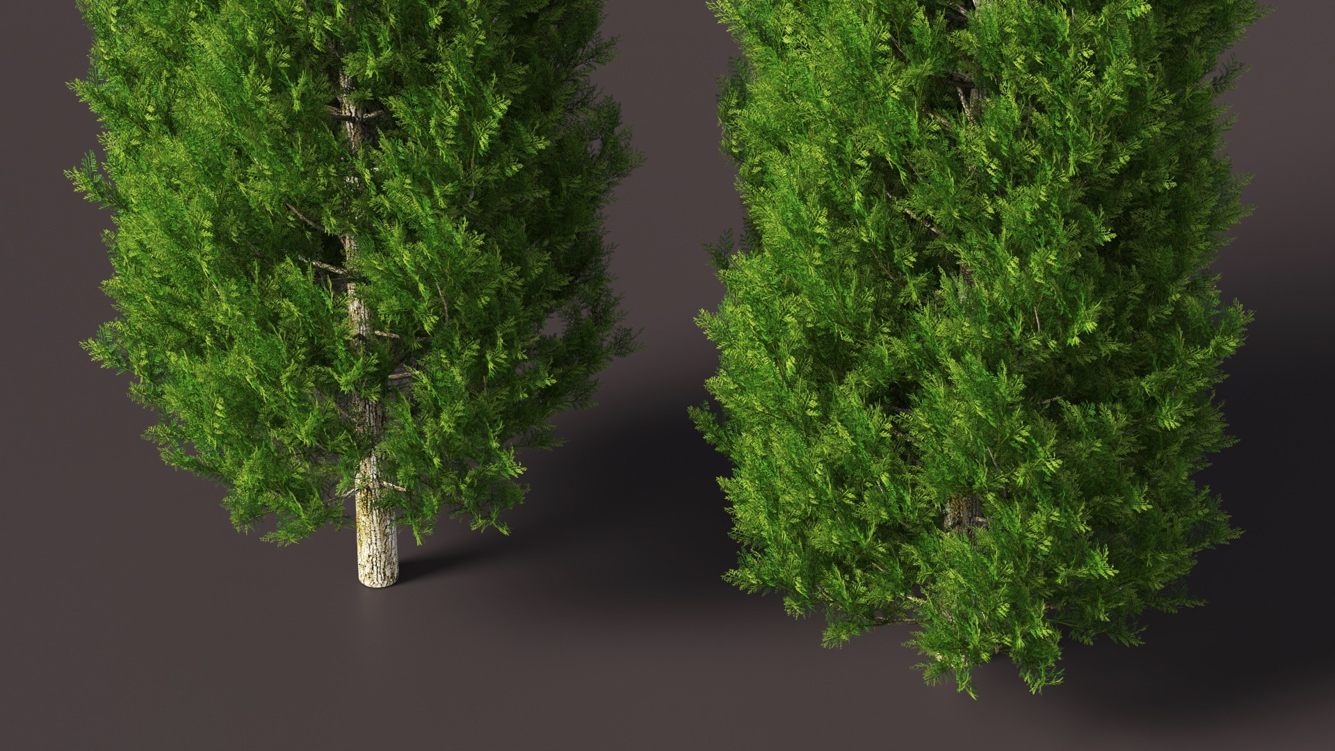 3D Italian Cypress Tree - TurboSquid 2346064