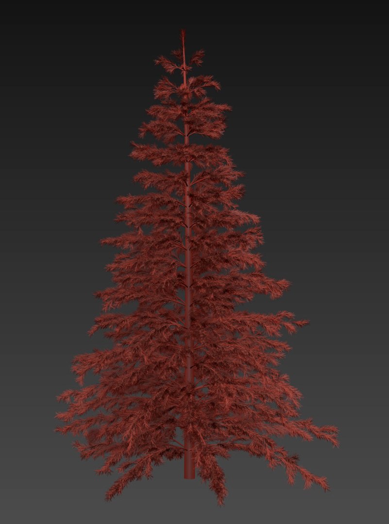 3d Model Young Christmas Trees