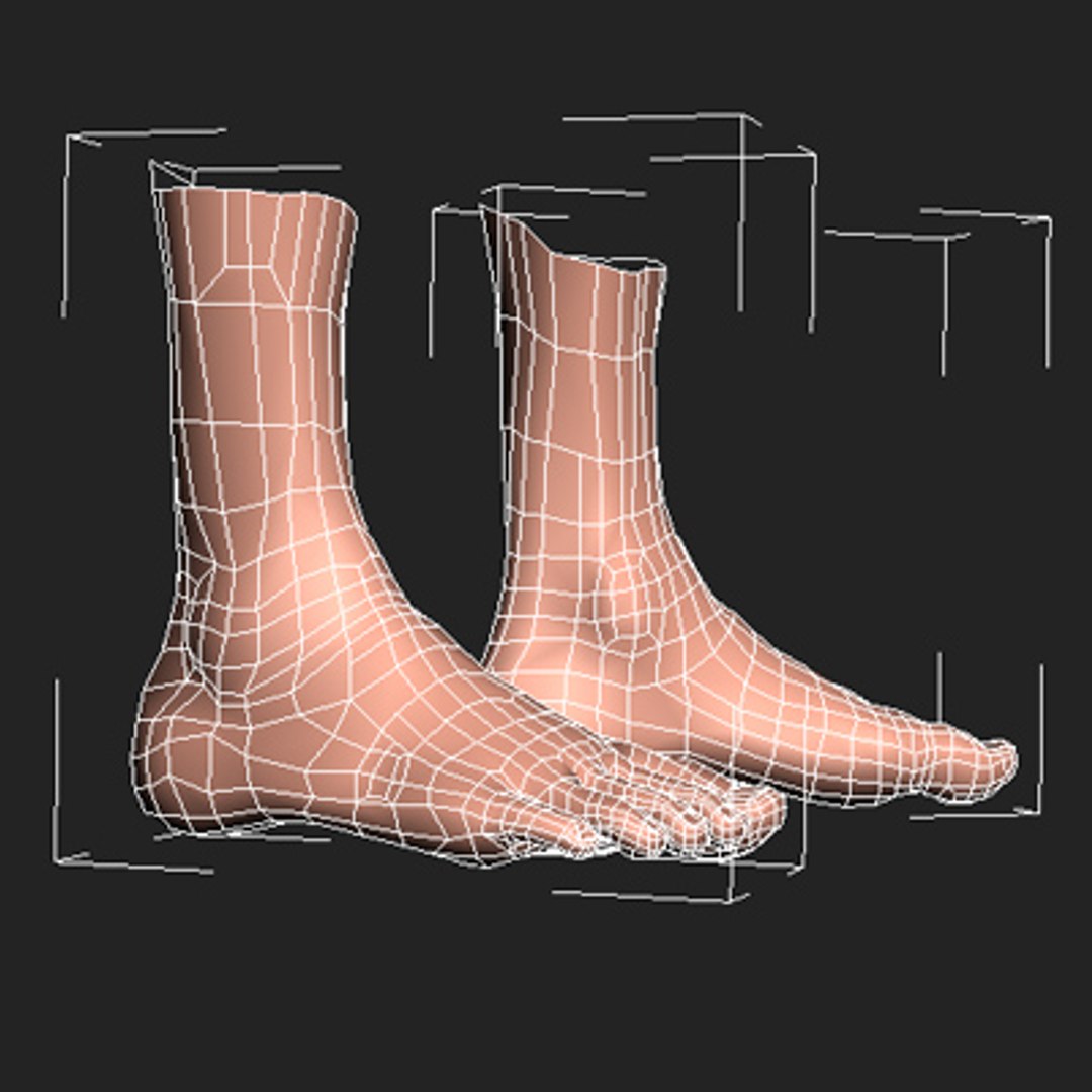 3d Human Foot Model