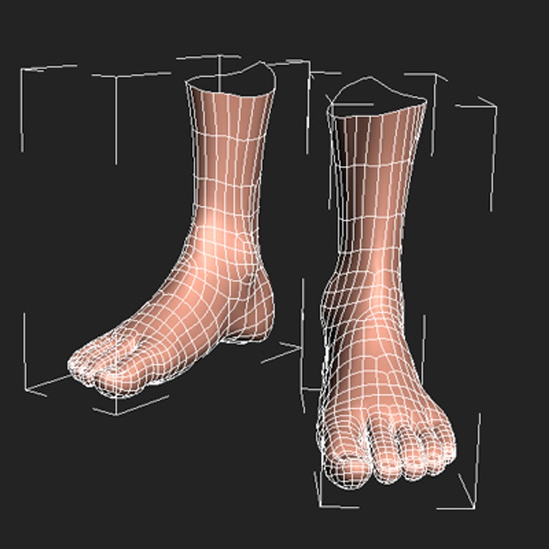 3d Human Foot Model