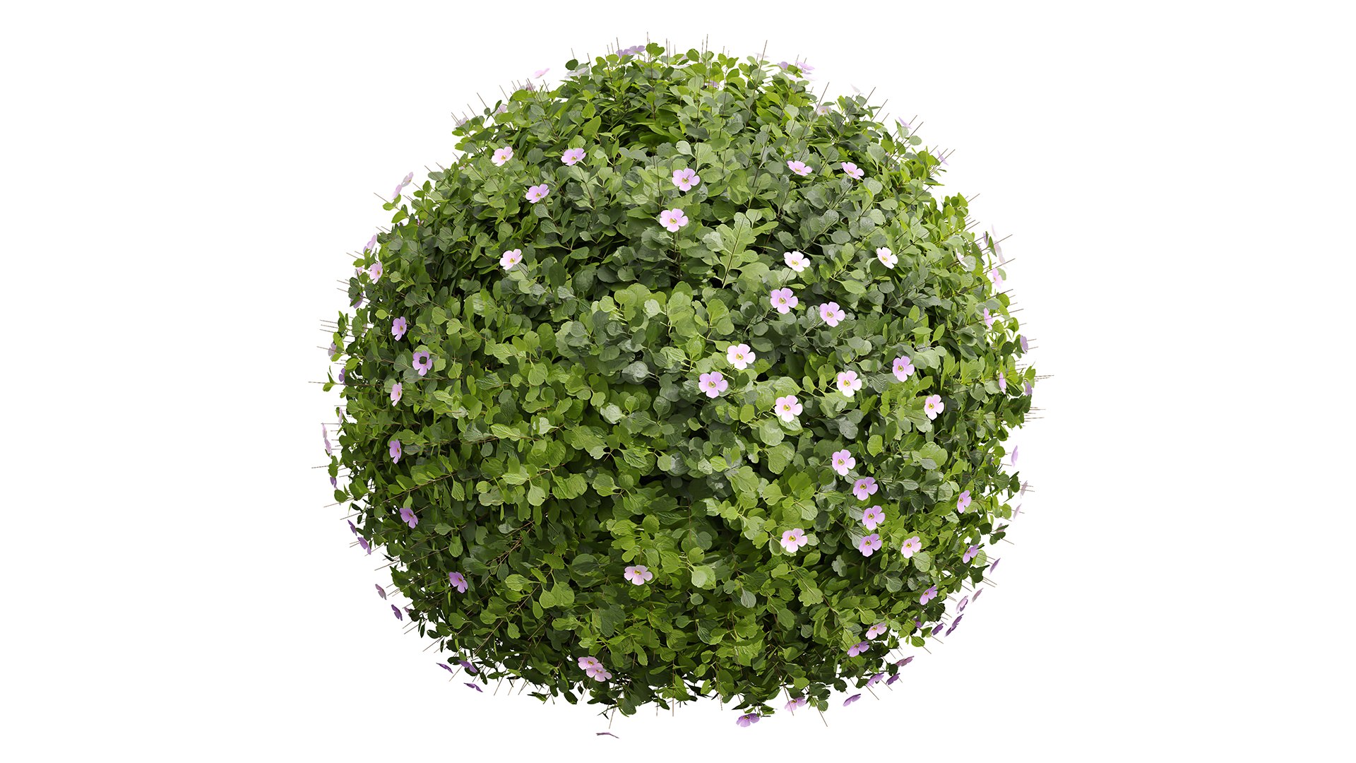 New Plant Bacopa Diffusa Sutera Sphere 3D Model - TurboSquid 2198725