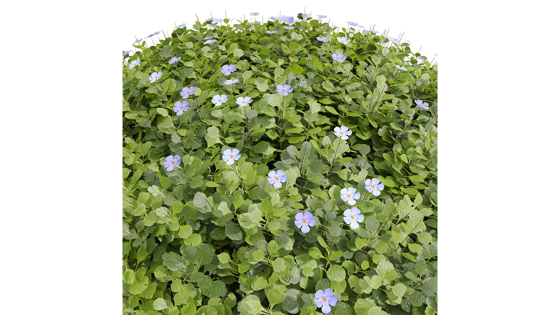 New Plant Bacopa Diffusa Sutera Sphere 3D Model - TurboSquid 2198725