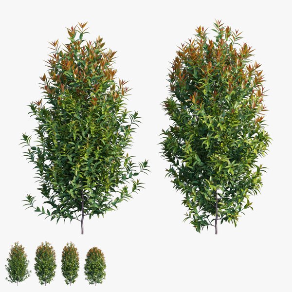 3D модель Syzygium campanulatum plant set 04 - TurboSquid 1979555