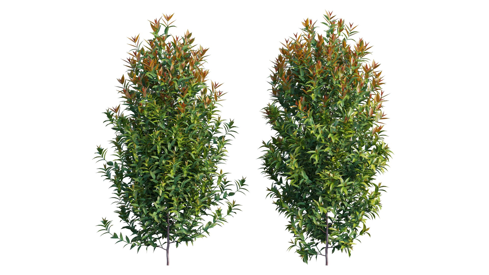 Syzygium Campanulatum Plant Set 04 3D - TurboSquid 1979555