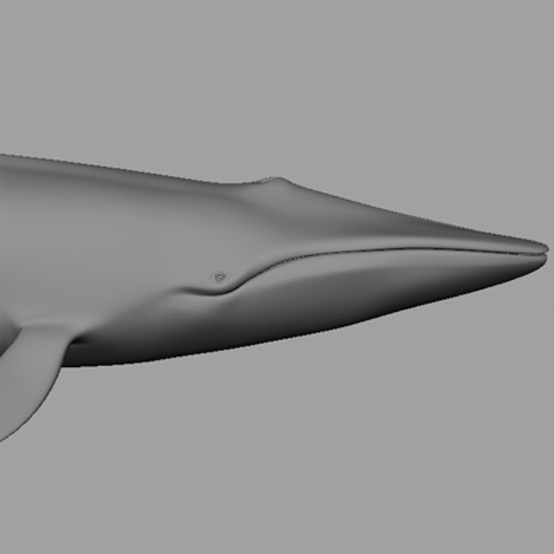 Obj Blue Whale