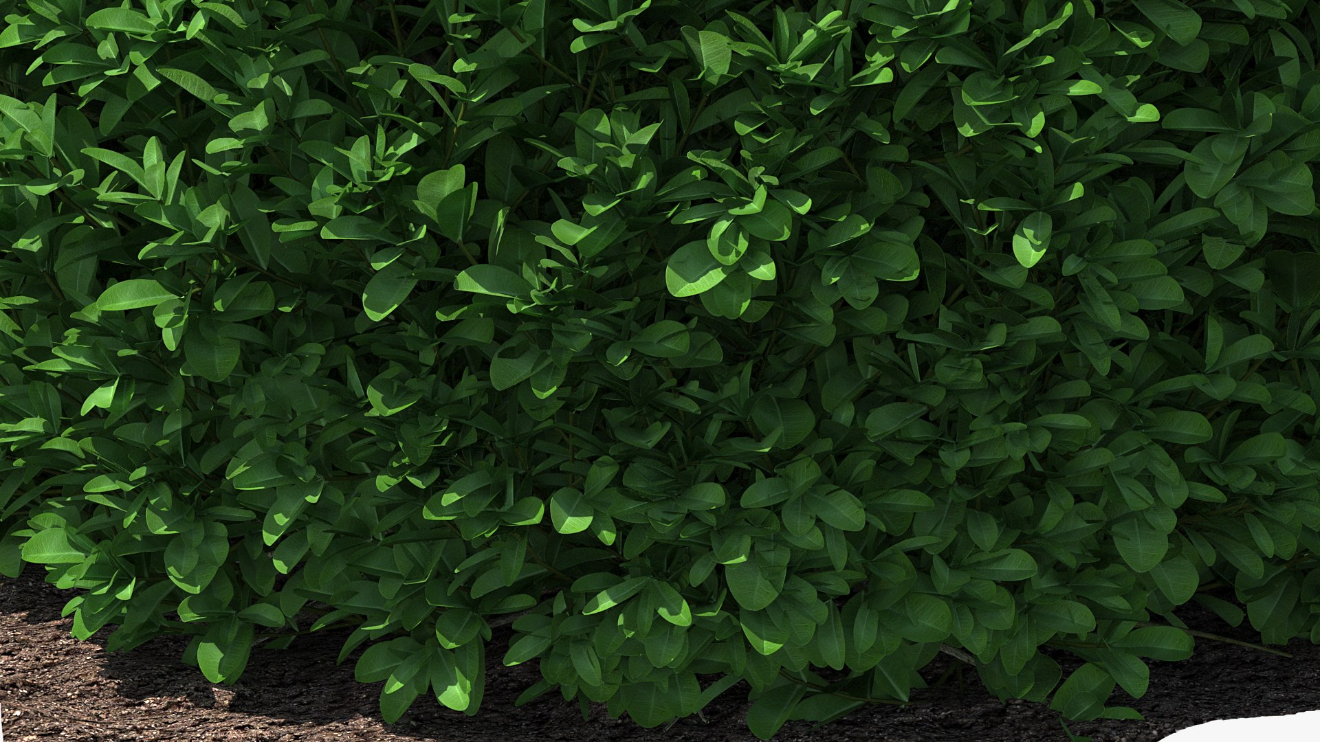 3D boxwood shape shrub model - TurboSquid 1574956
