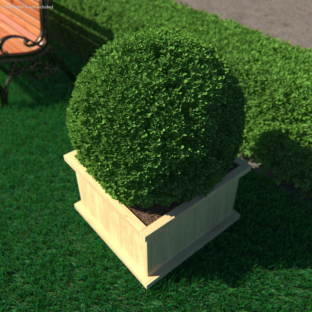 3D boxwood shape shrub model - TurboSquid 1574956