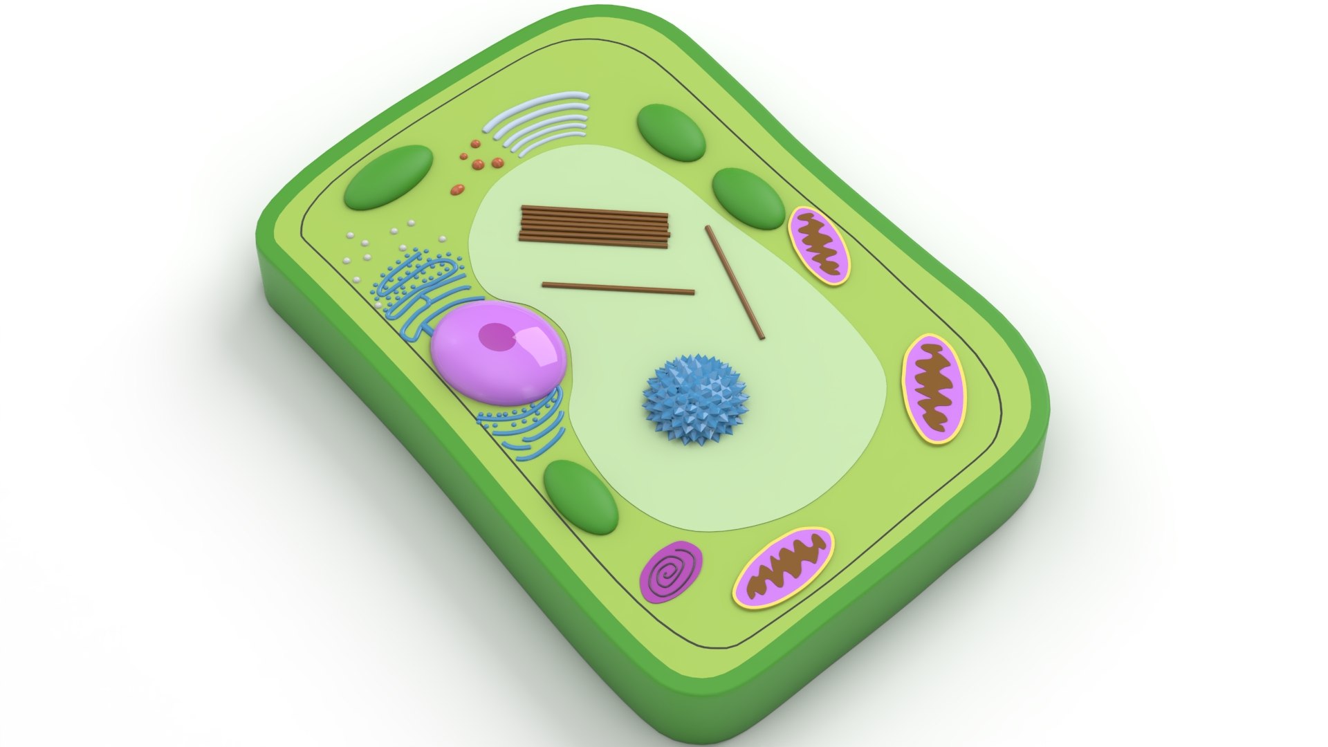 Plant Cell 3D Model - TurboSquid 2429940