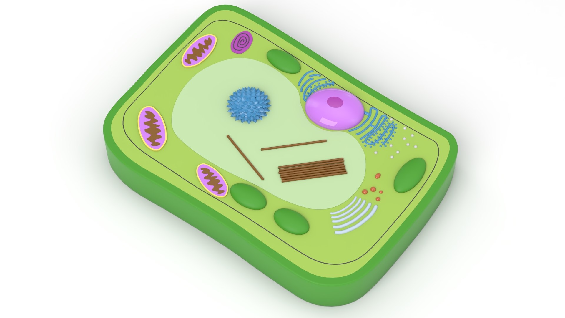 Plant Cell 3D Model - TurboSquid 2429940