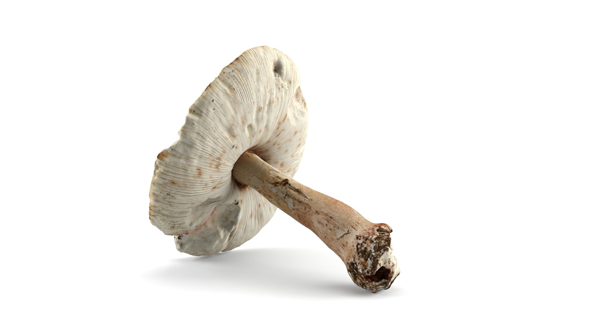 3d Realistic Wild Mushroom