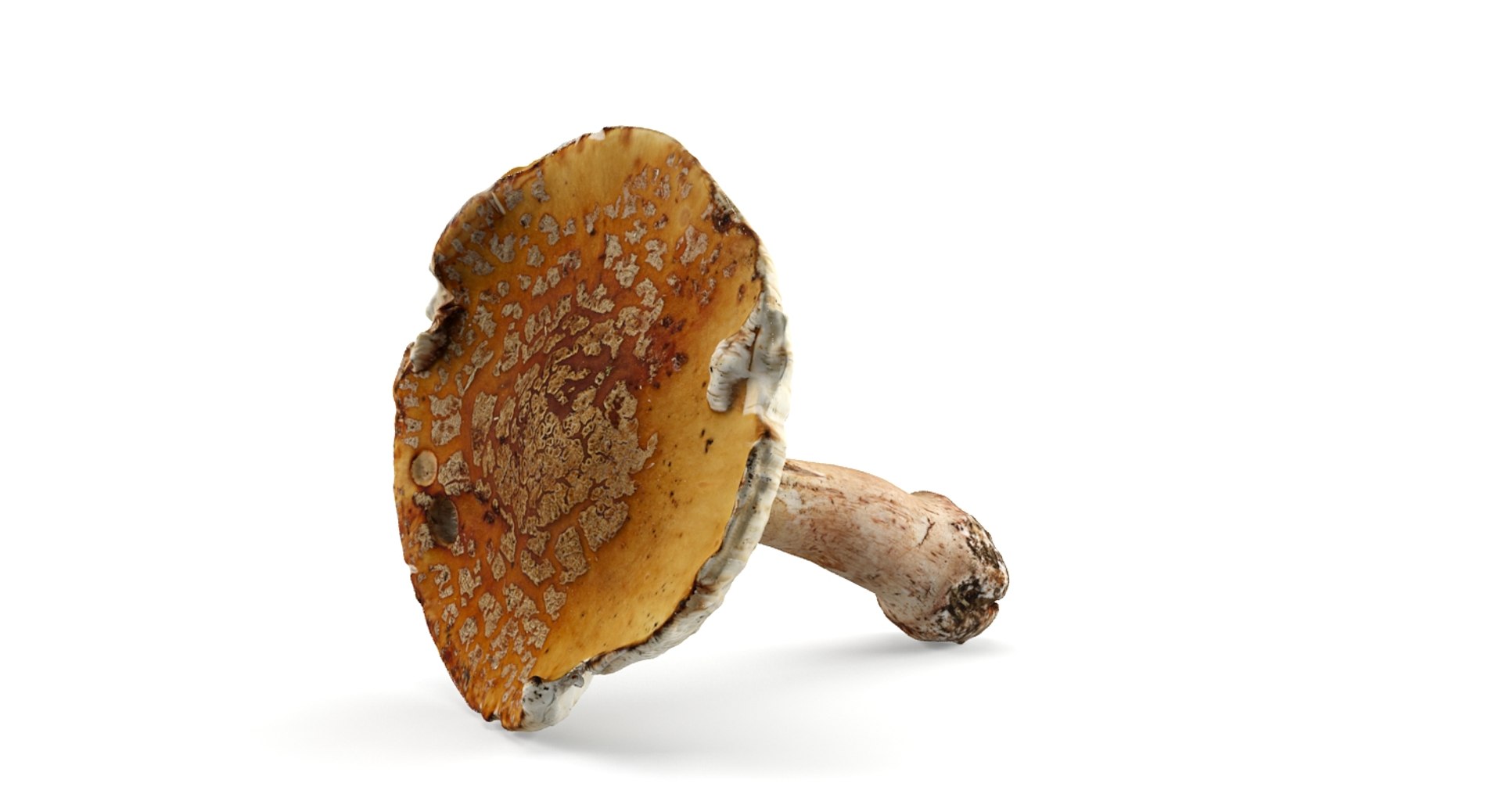 3d Realistic Wild Mushroom