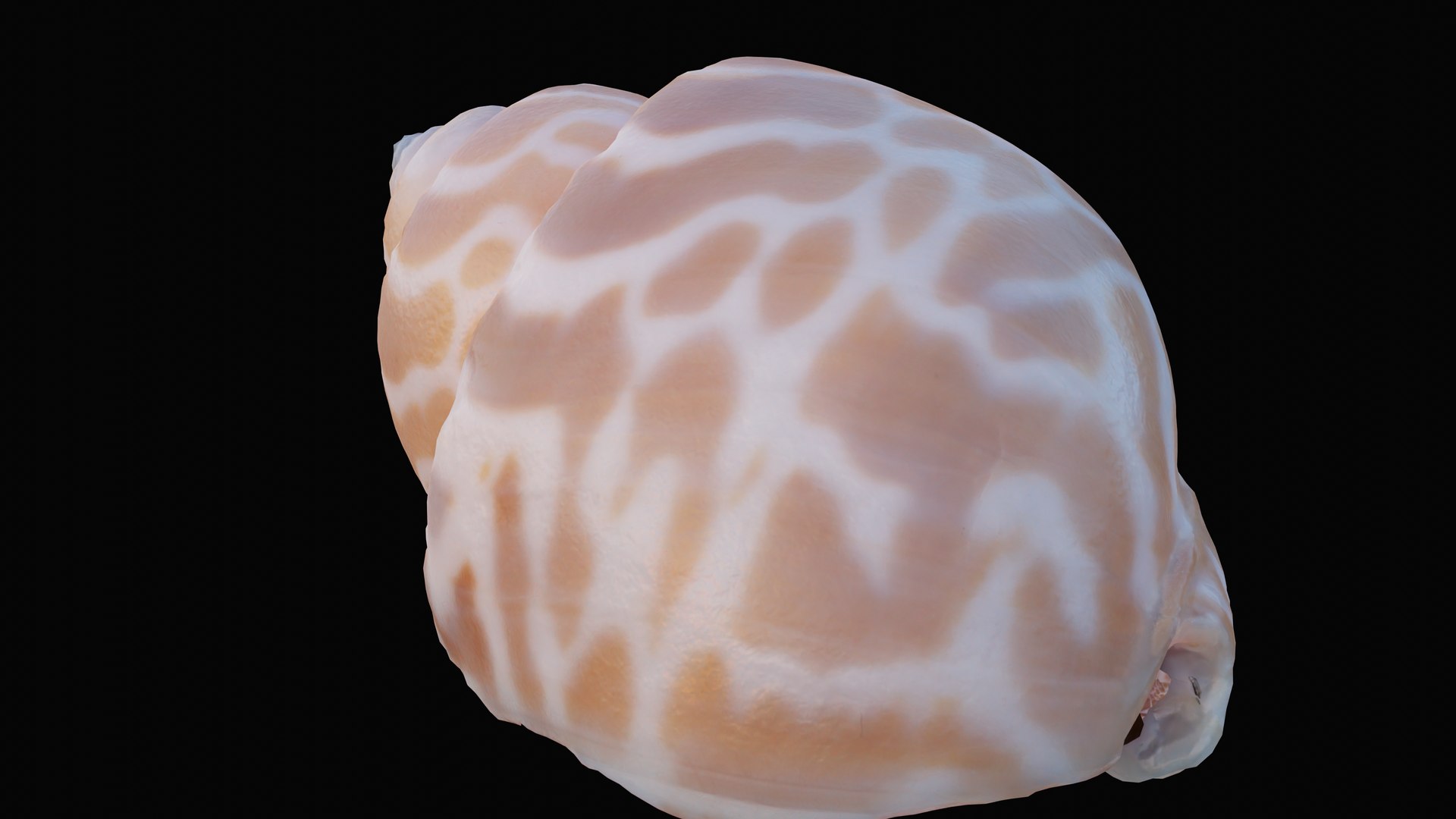 3D sea nutmeg shell model - TurboSquid 1627564