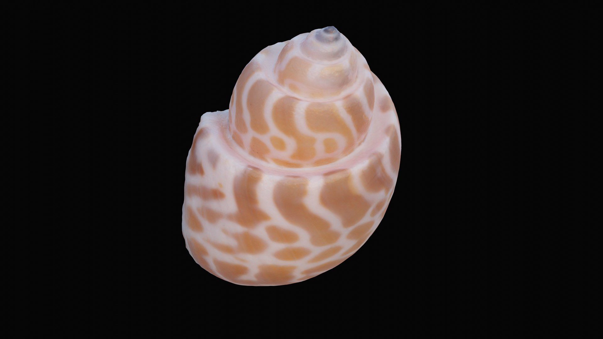 3D sea nutmeg shell model - TurboSquid 1627564