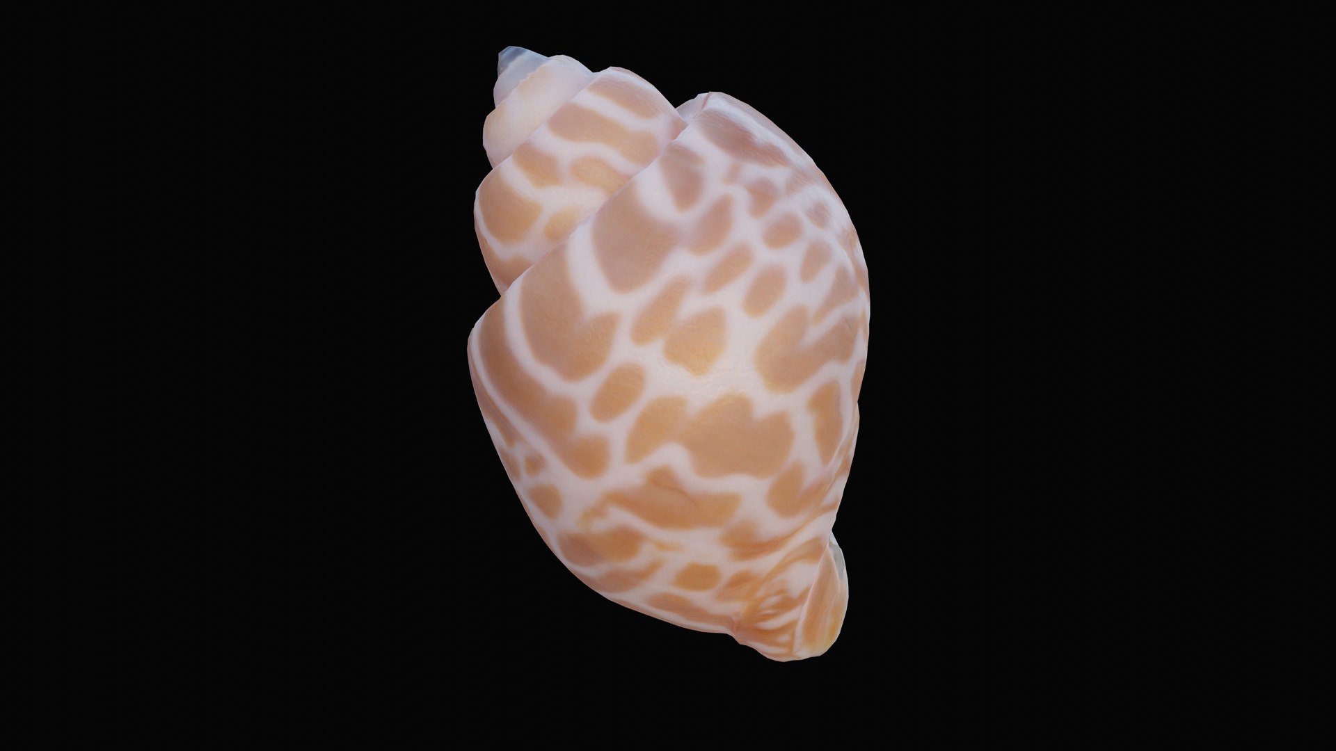 3D sea nutmeg shell model - TurboSquid 1627564