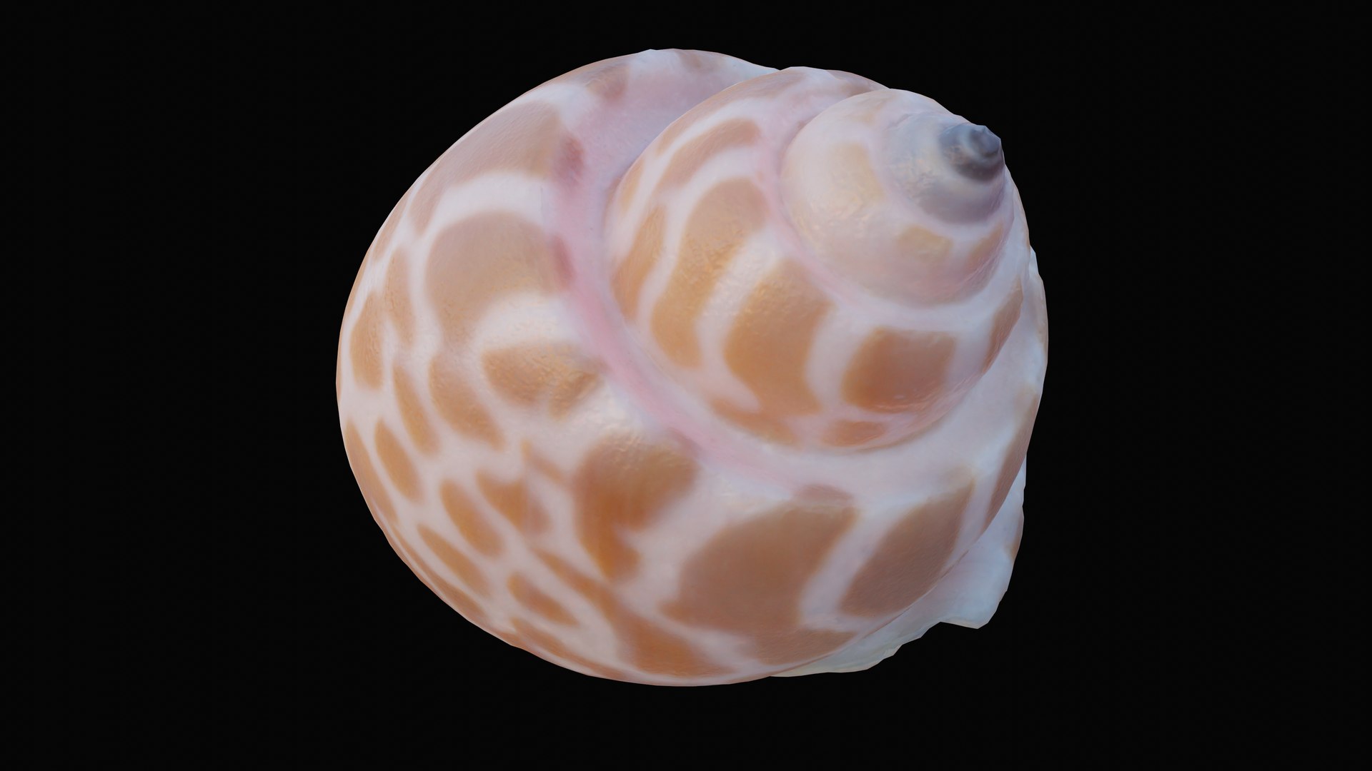 3D sea nutmeg shell model - TurboSquid 1627564