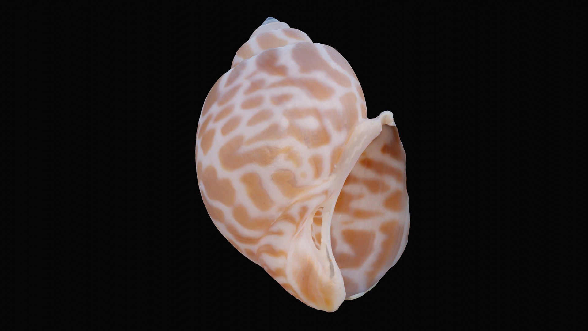 3D sea nutmeg shell model - TurboSquid 1627564