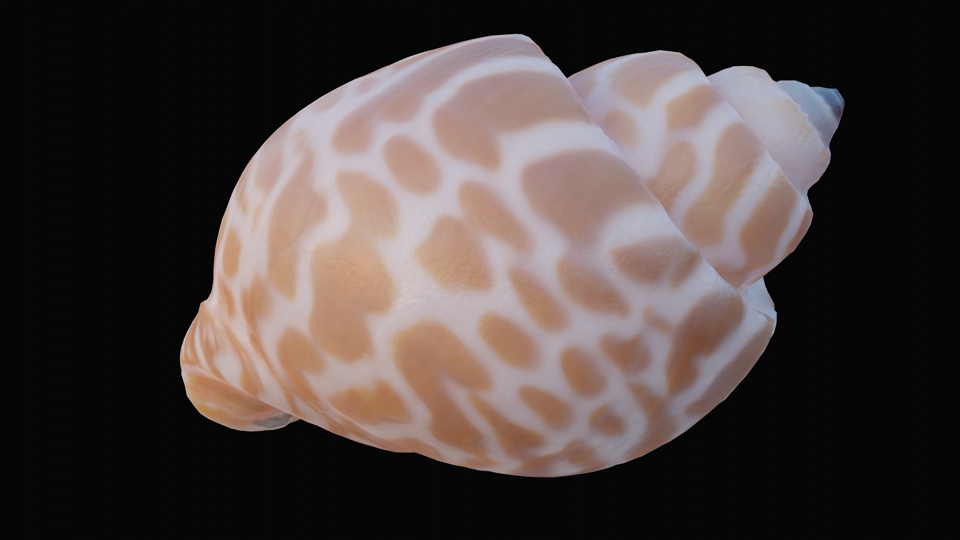 3D sea nutmeg shell model - TurboSquid 1627564