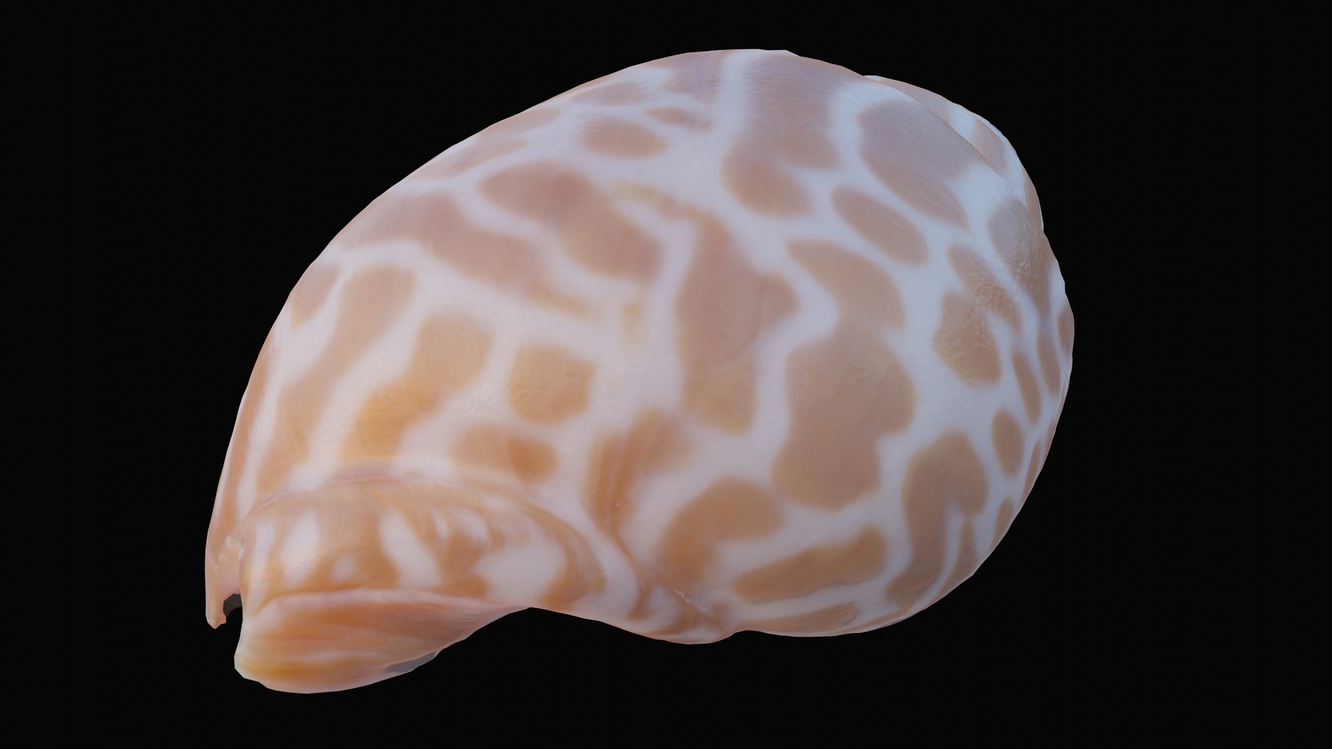 3D sea nutmeg shell model - TurboSquid 1627564