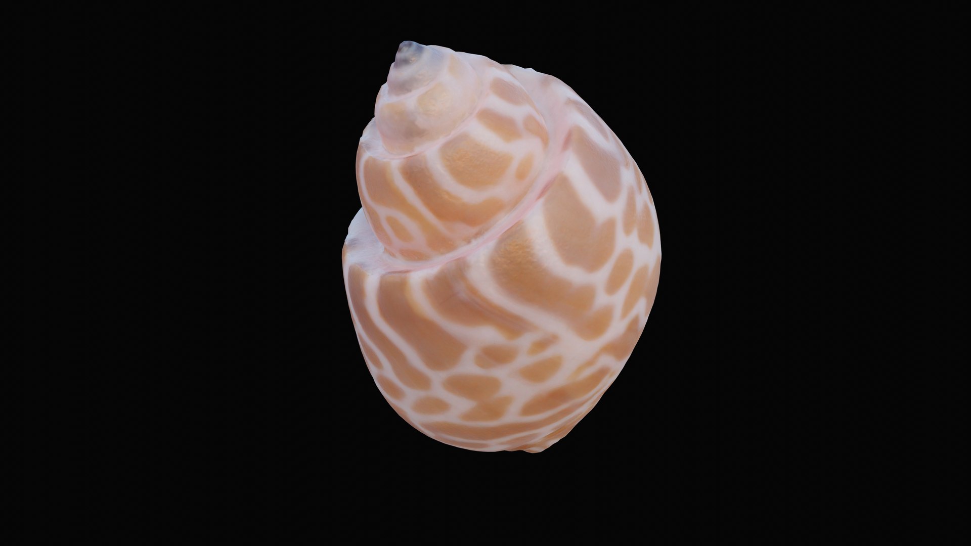3D sea nutmeg shell model - TurboSquid 1627564