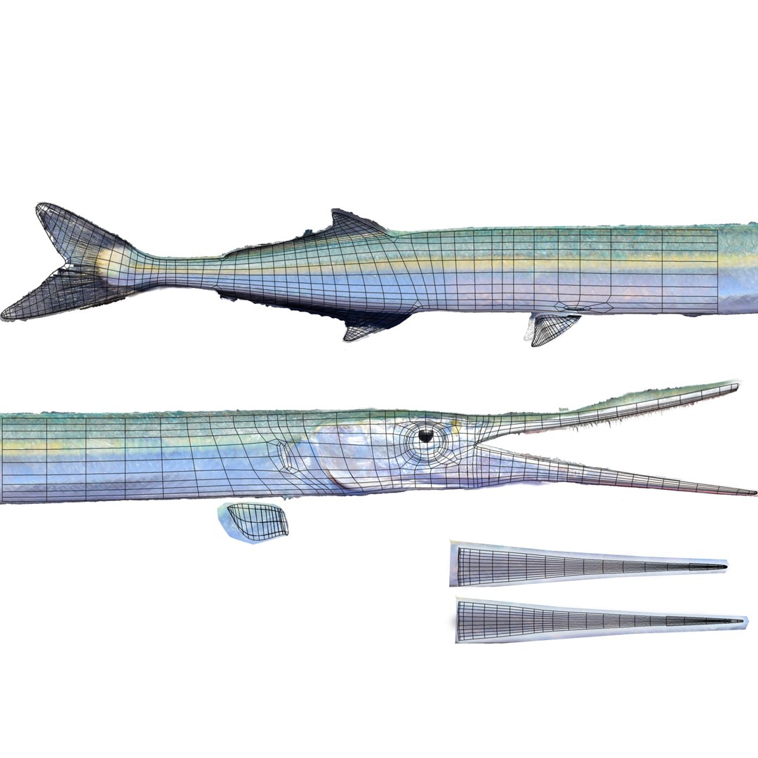 Garfish Belone 3d Max