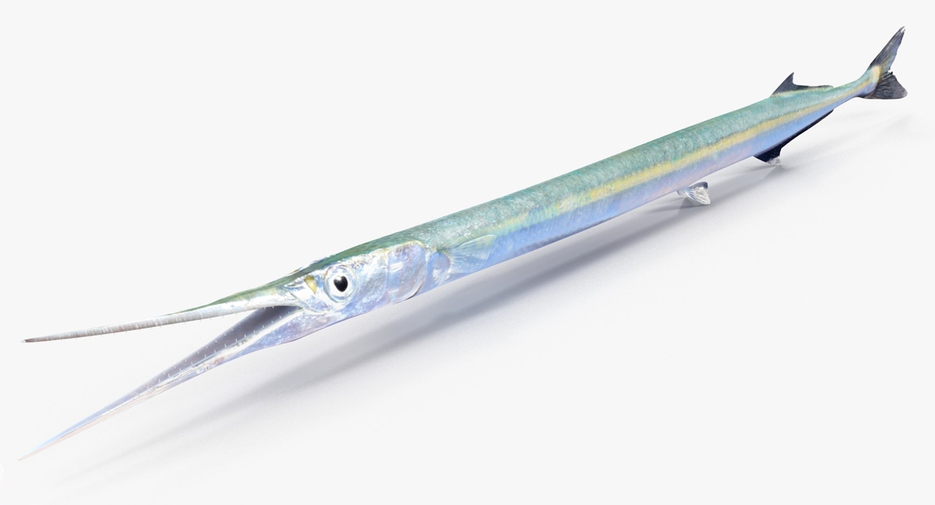 Garfish Belone 3d Max