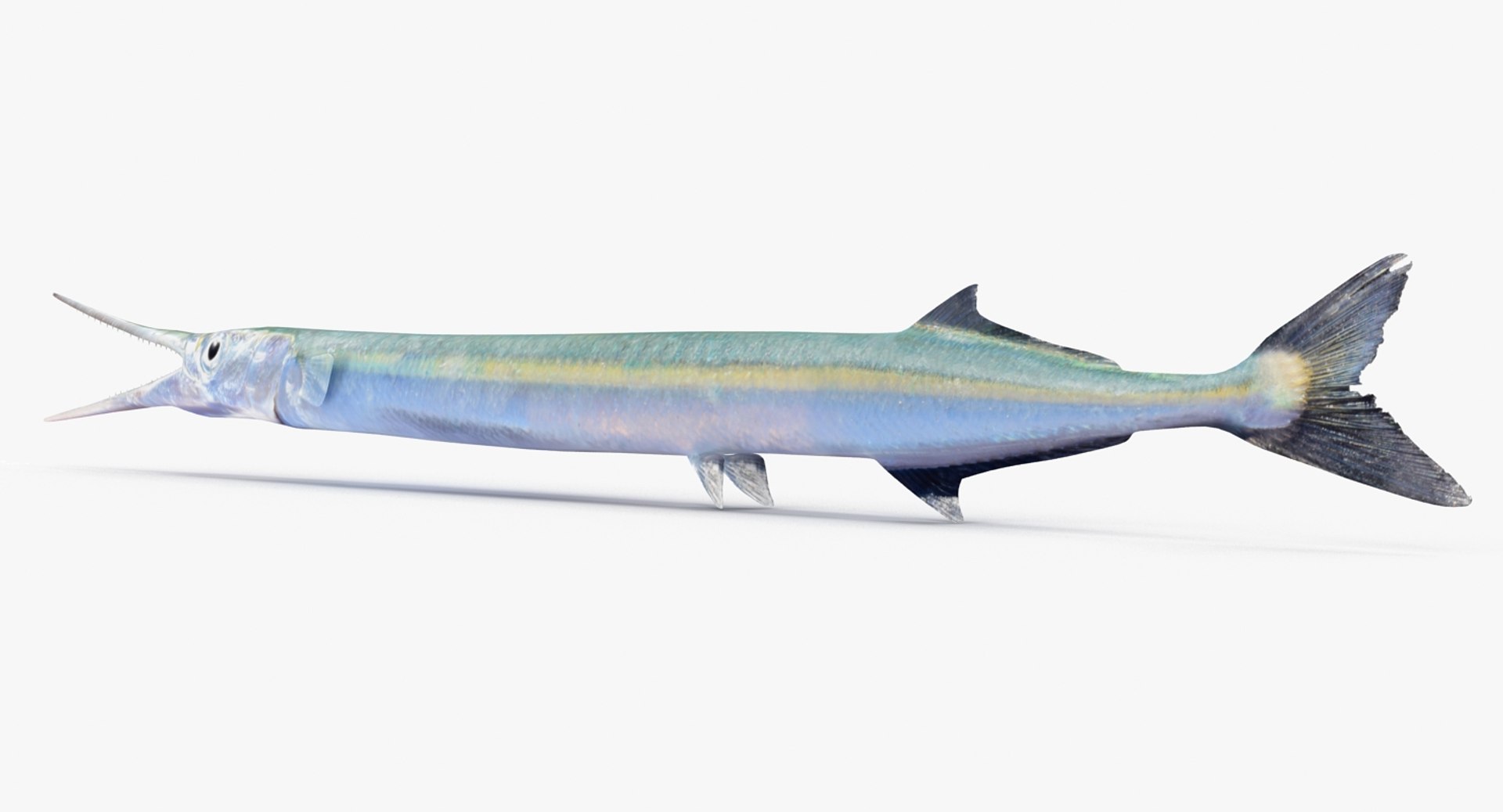 Garfish Belone 3d Max