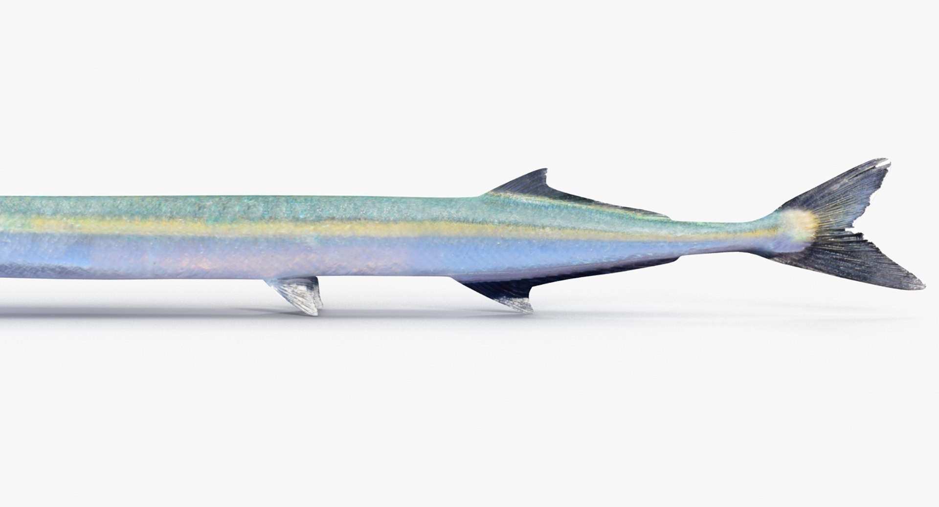 Garfish Belone 3d Max