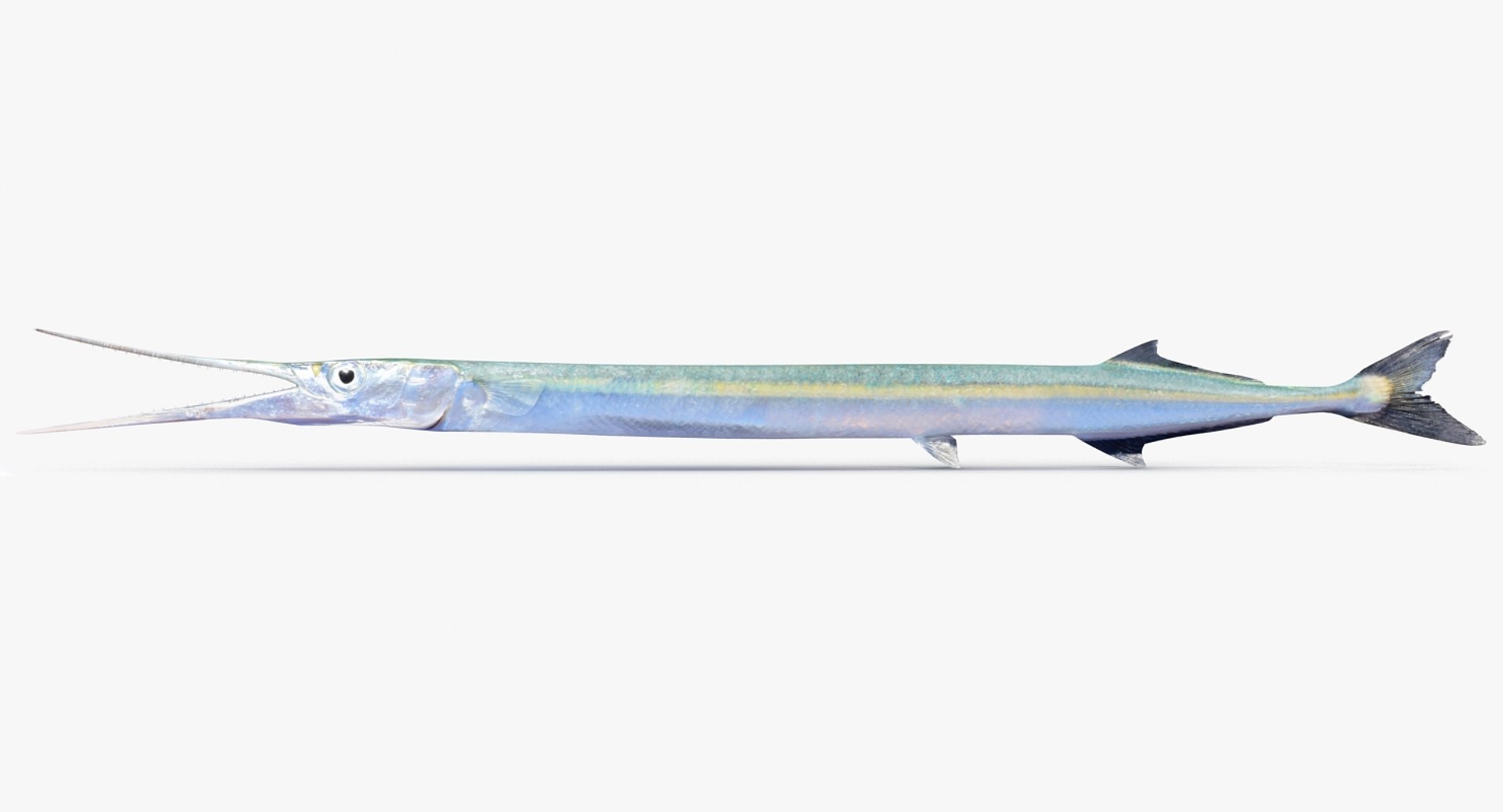 Garfish Belone 3d Max