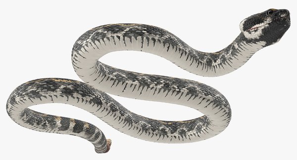 3D model snakes 2 - TurboSquid 1415412