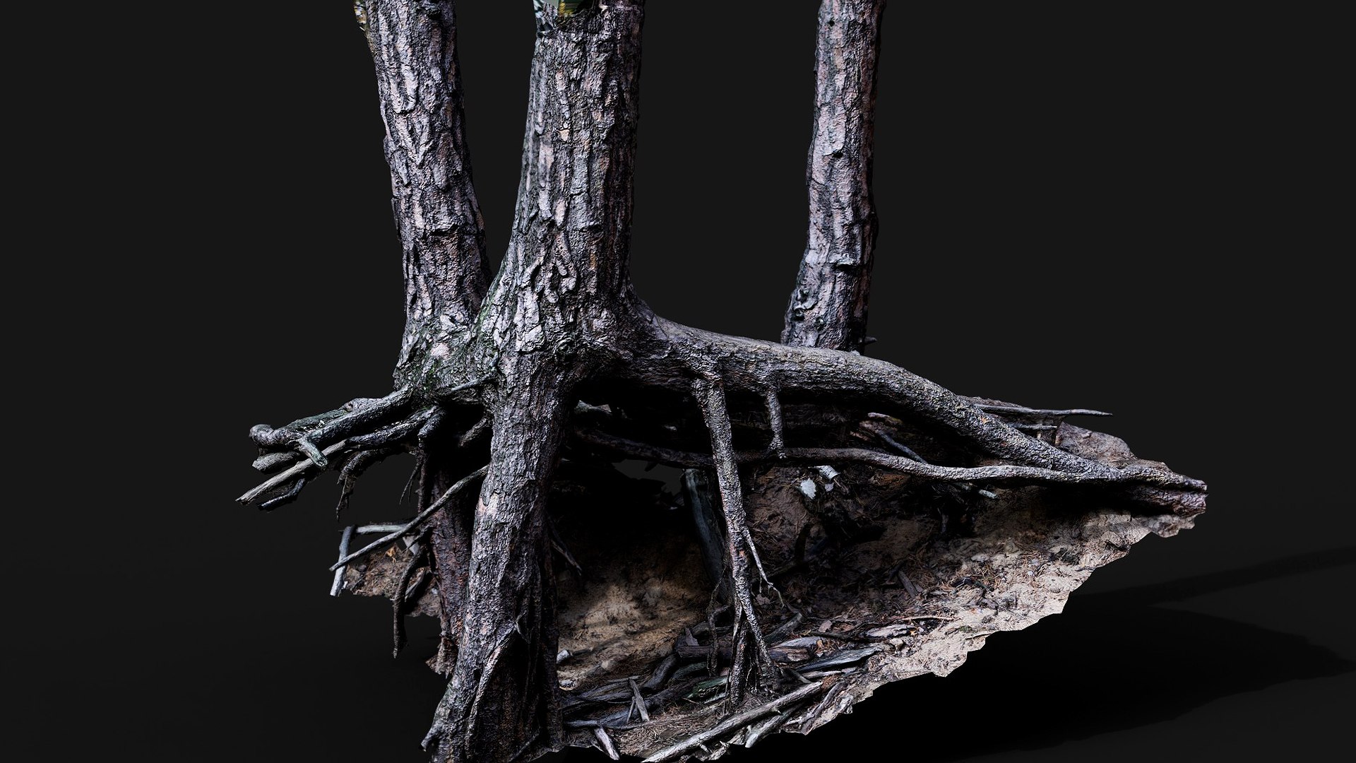Trees Pine Wide Roots Terrain Photogrammetry 3D Model - TurboSquid 2339518