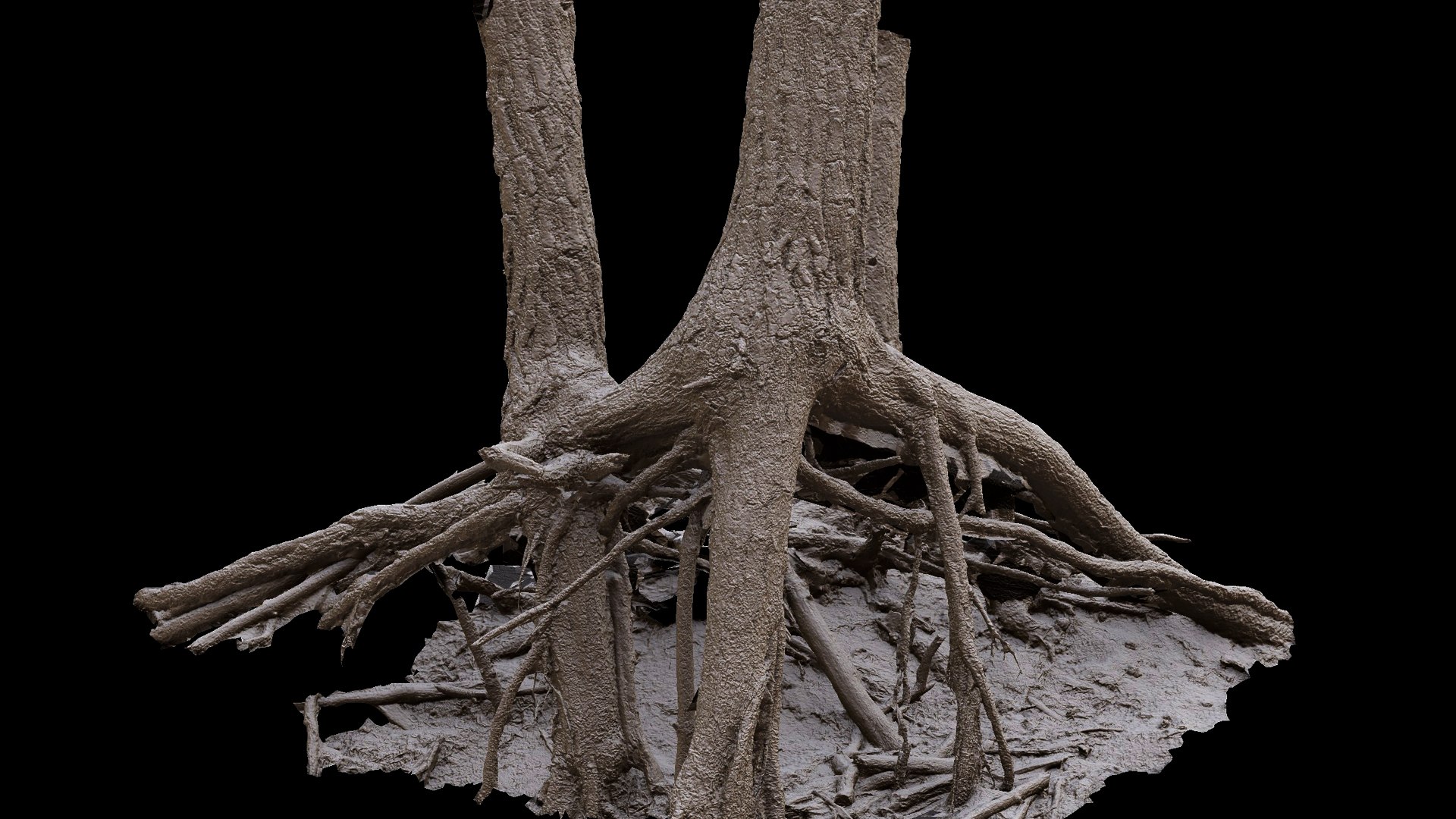 Trees Pine Wide Roots Terrain Photogrammetry 3D Model - TurboSquid 2339518