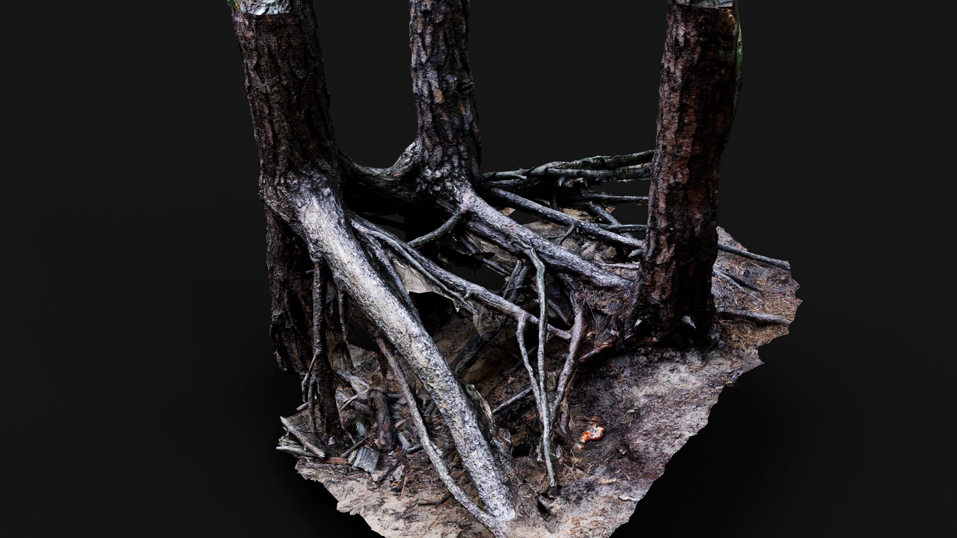 Trees Pine Wide Roots Terrain Photogrammetry 3D Model - TurboSquid 2339518
