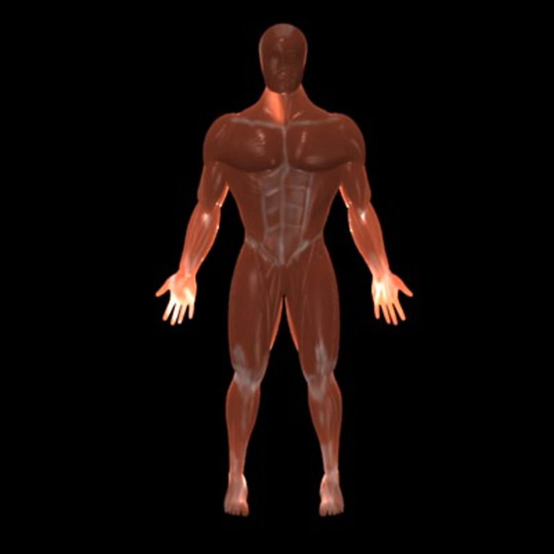 3d Muscular Male Muscles