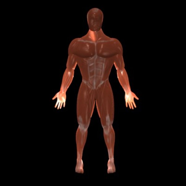 3d muscular male muscles